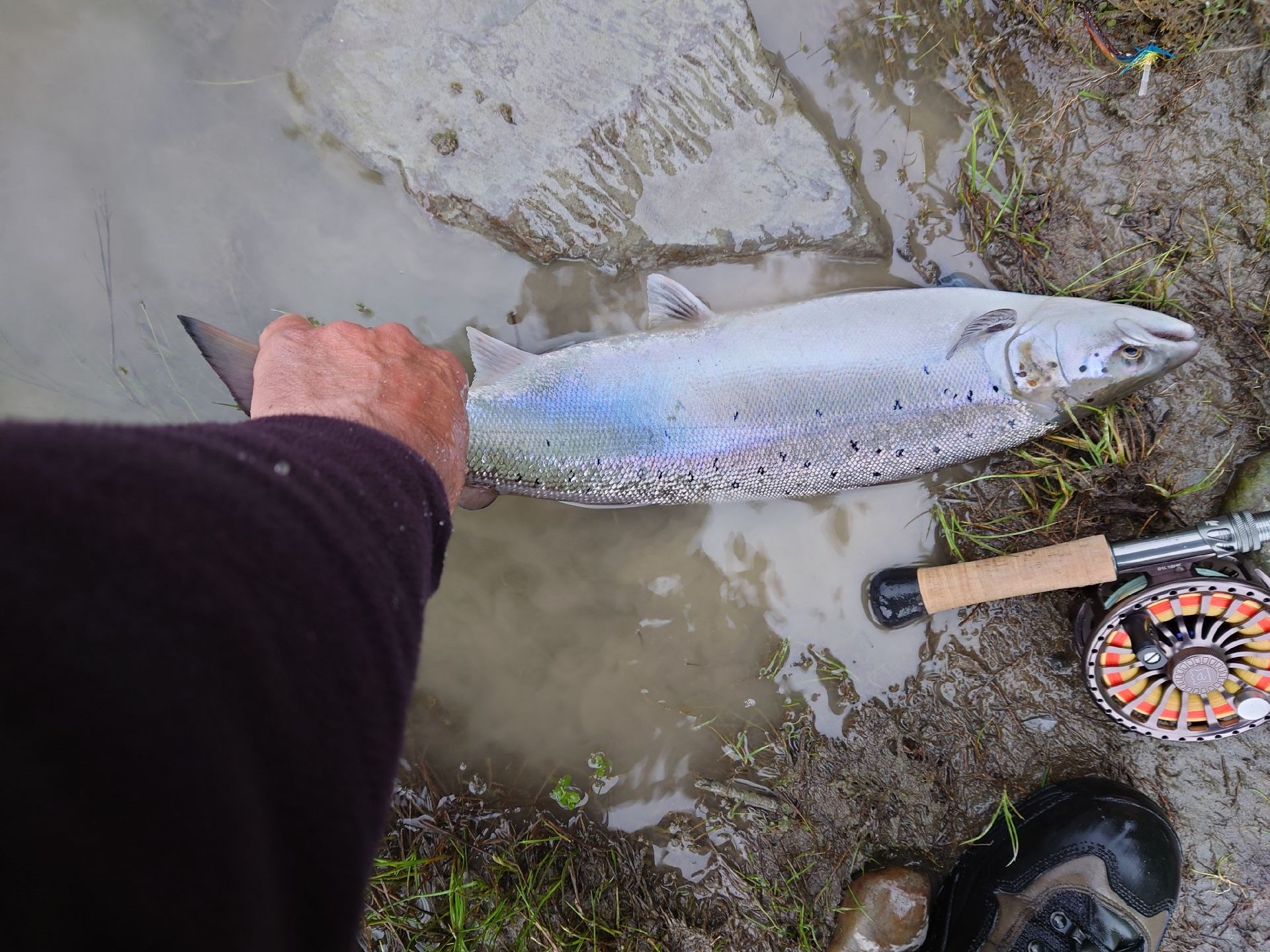LAKSEBØRSEN - fangst i vald 200 - Litj Bjertem/Trekanten