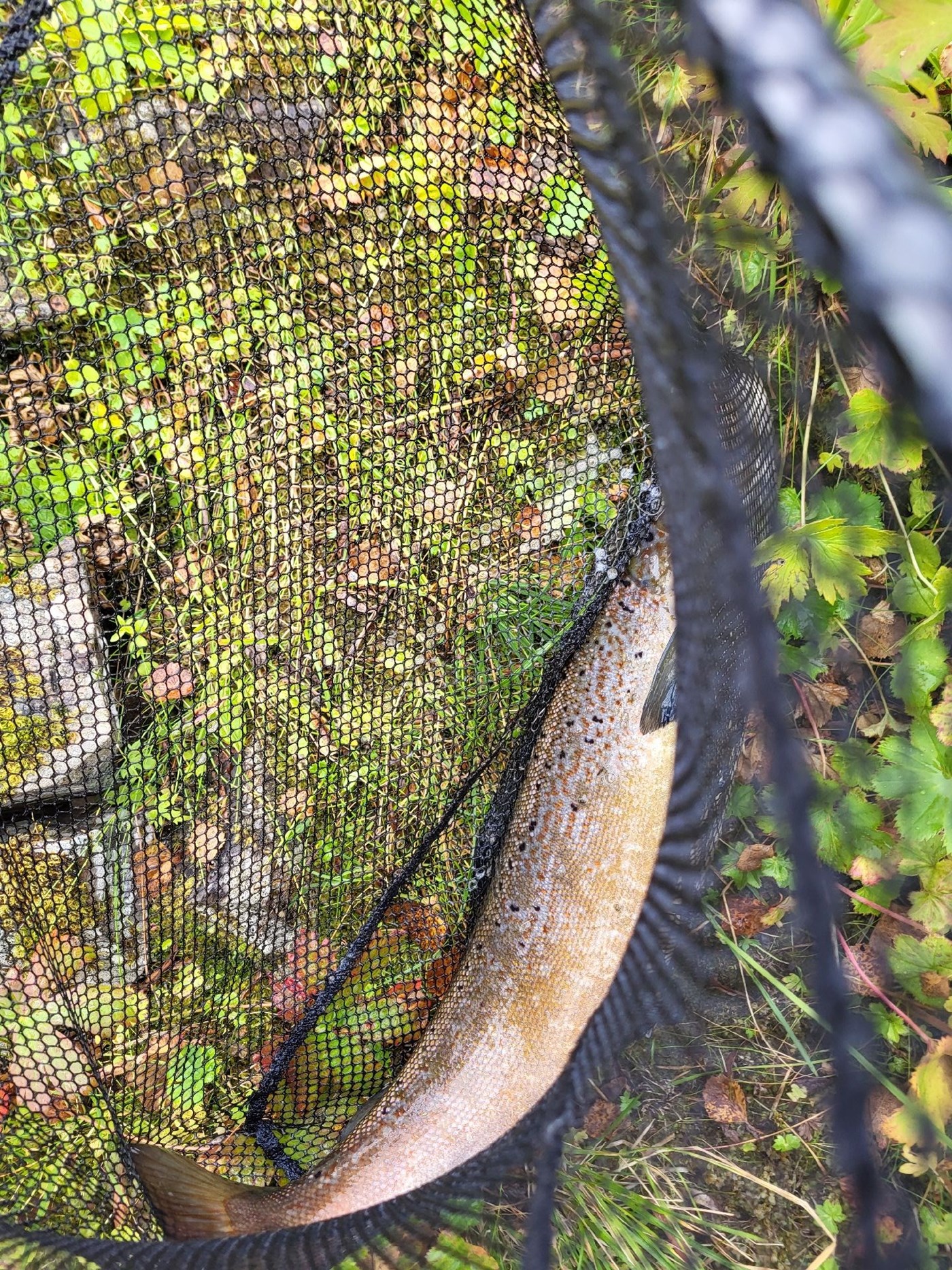 Elveguiden - Finn din perfekte fiskeopplevelse!